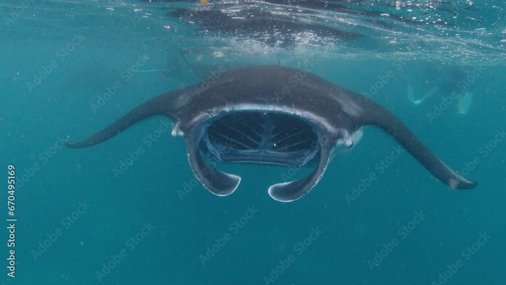 The giant oceanic manta ray, giant manta ray or oceanic manta ray ...