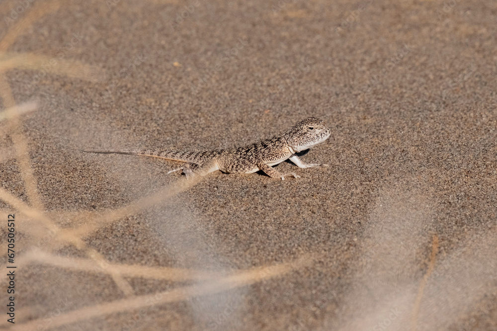Lizard on sand. Toad-headed Agama or Phrynocephalus interscapularis ...