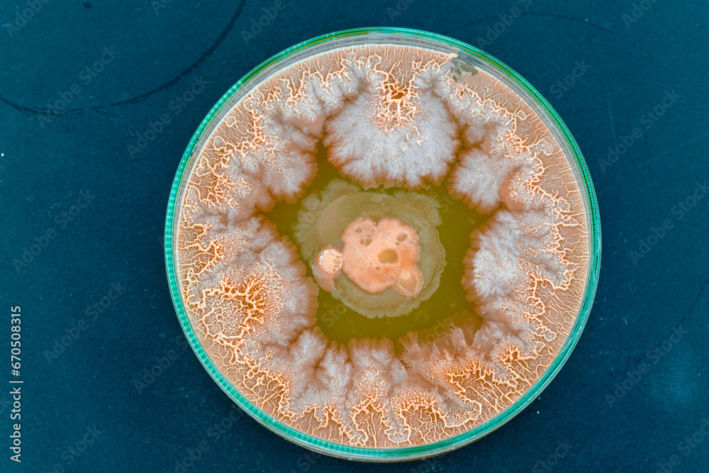 colonies of bacteria and microorganisms on the surface of agar and wind ...