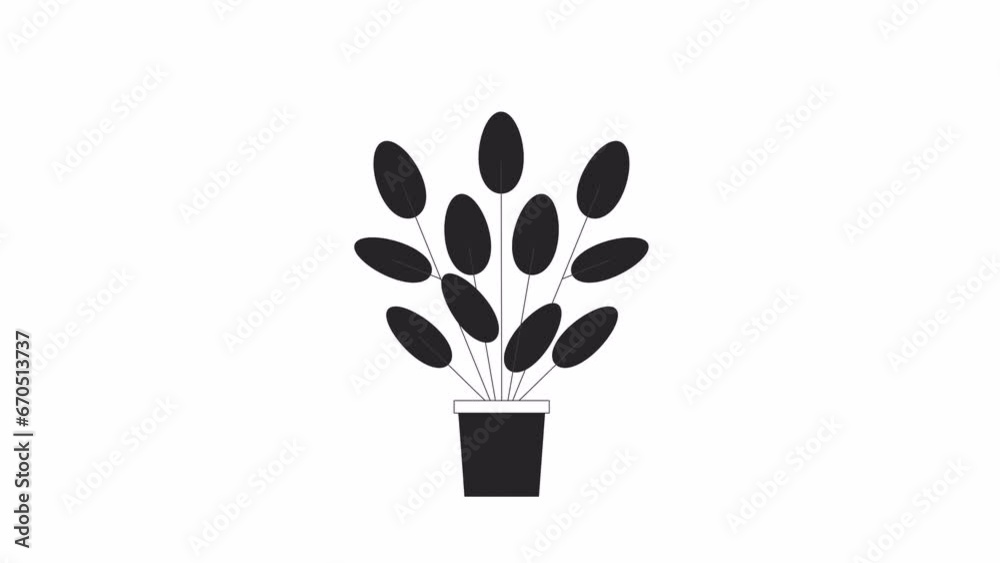 Swaying leaves houseplant bw outline 2D object animation. Pilea ...