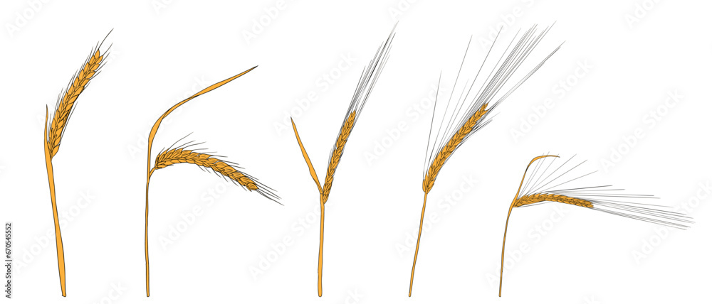 vector drawing wheat, grass plants, rye, line drawing floral elements ...
