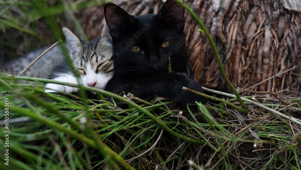 cats sleeping grooming in grass at palm tree roots. black cat looking ...