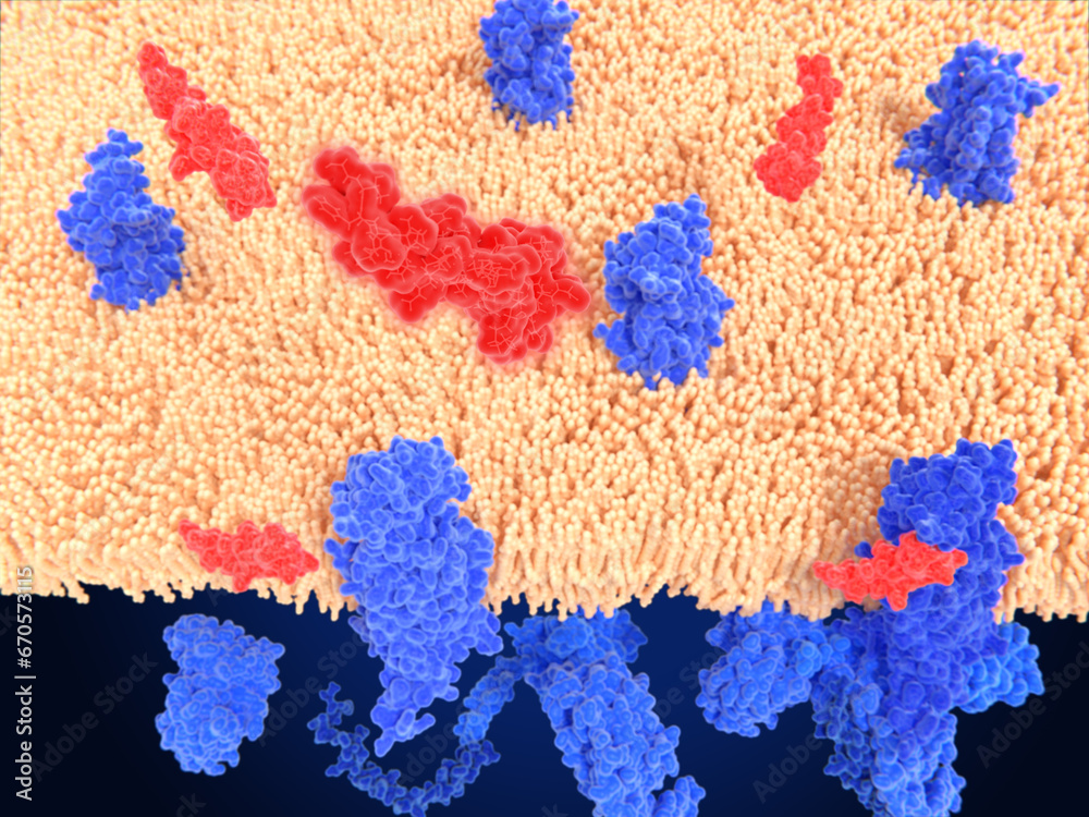 The peptide semaglutide activating the GLP-1 receptor Stock ...