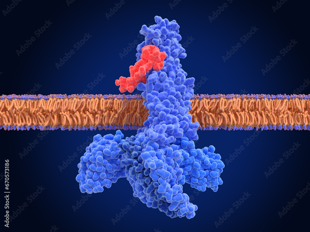 GLP-1 receptor, activated complex with an agonist (semaglutide) and G ...