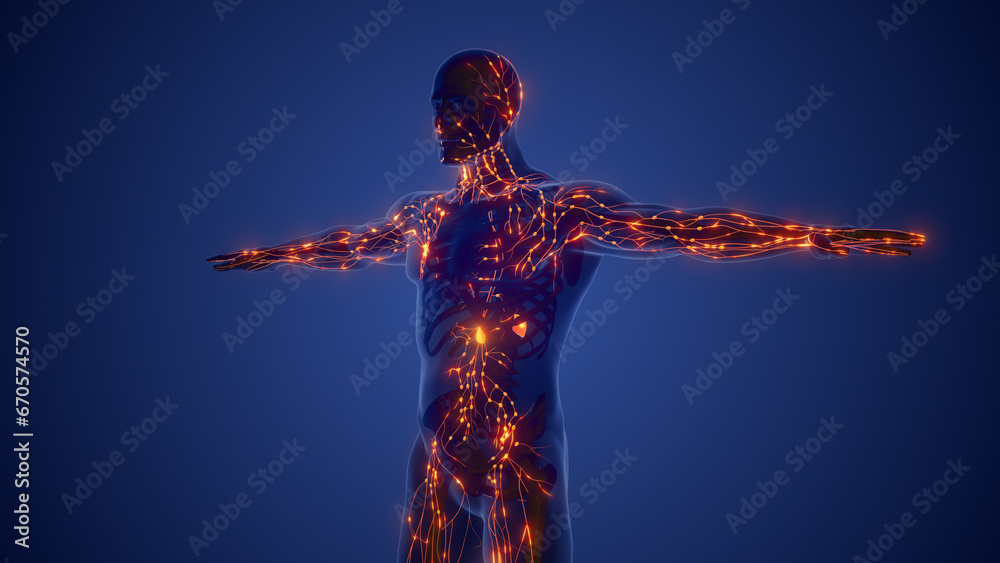 Poster Anatomy of the lymphatic system – Wall Art | UkPosters