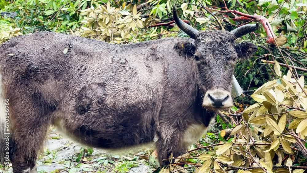 Vidéo Stock Wet funny cow portrait during the rainy day. Cute animal ...