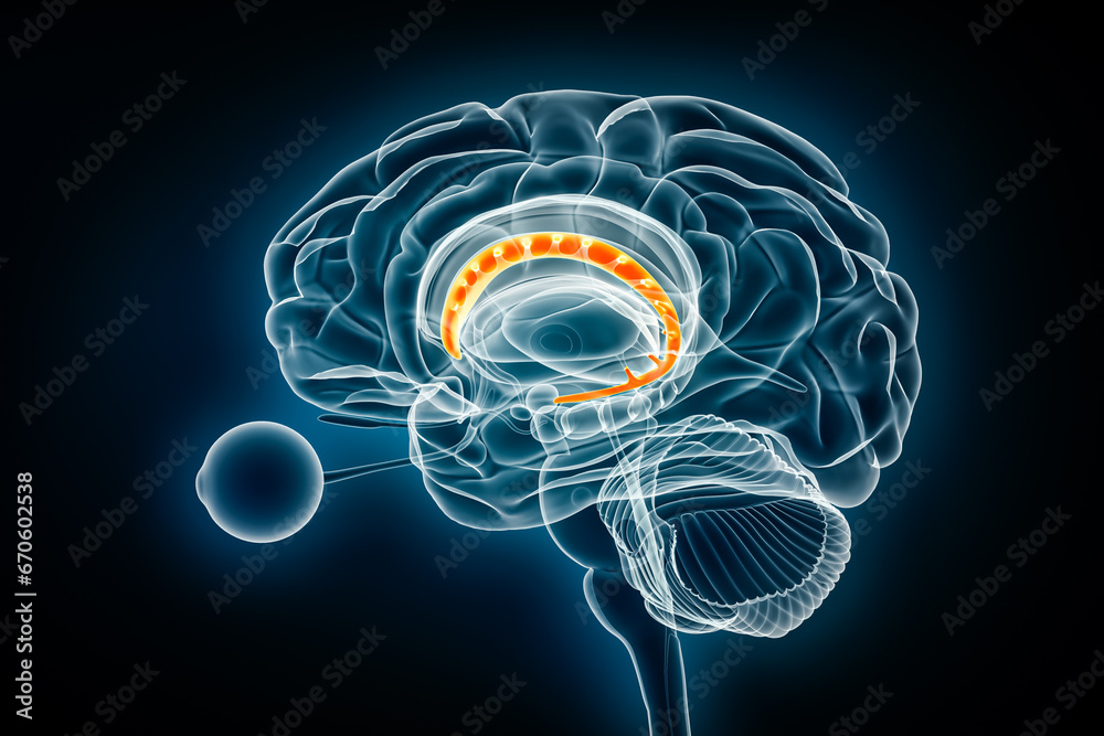 Caudate nucleus profile x-ray view 3D rendering illustration. Human ...