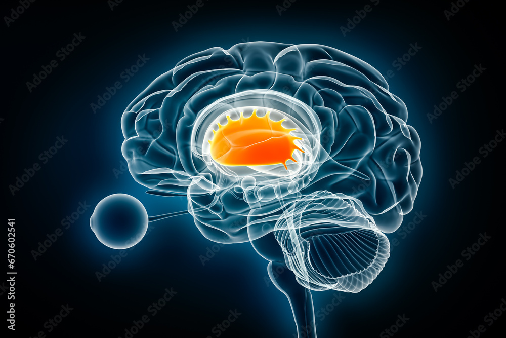 Putamen lateral x-ray view 3D rendering illustration. Human brain and ...