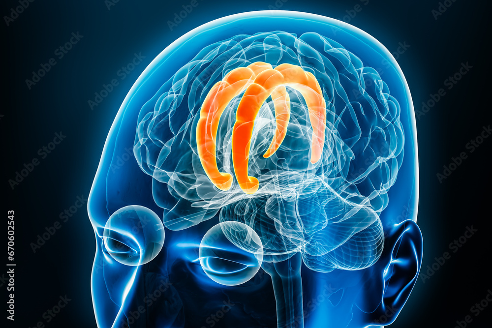 Cingulate gyrus x-ray view with brain 3D rendering illustration. Human ...