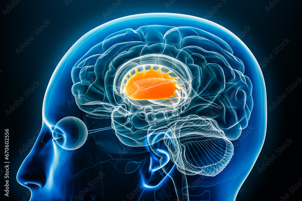 Putamen x-ray profile close-up view 3D rendering illustration with body ...