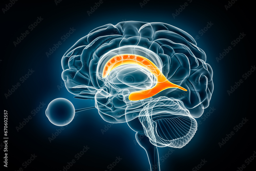 Lateral ventricle profile x-ray view 3D rendering illustration. Human ...