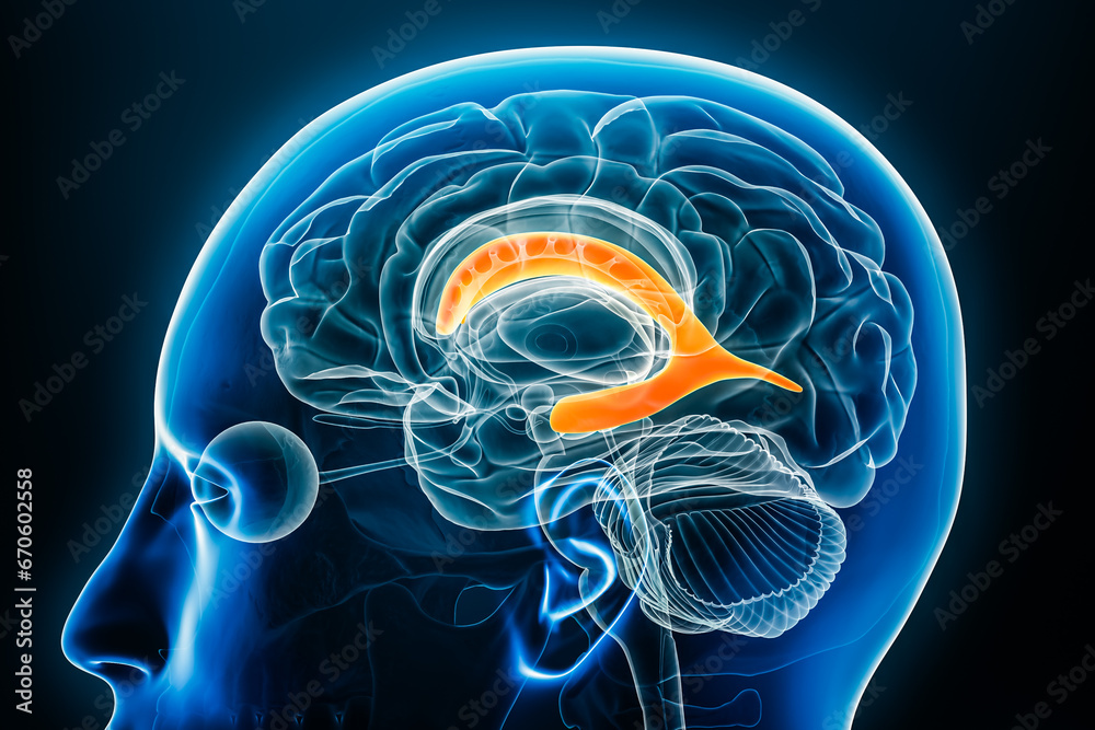 Lateral ventricle x-ray profile close-up view 3D rendering illustration ...