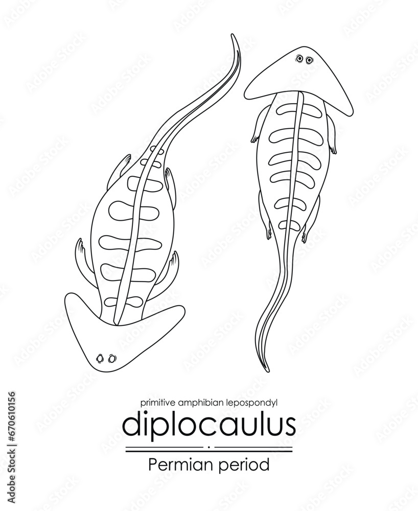 Diplocaulus, a Permian period prehistoric primitive amphibian ...