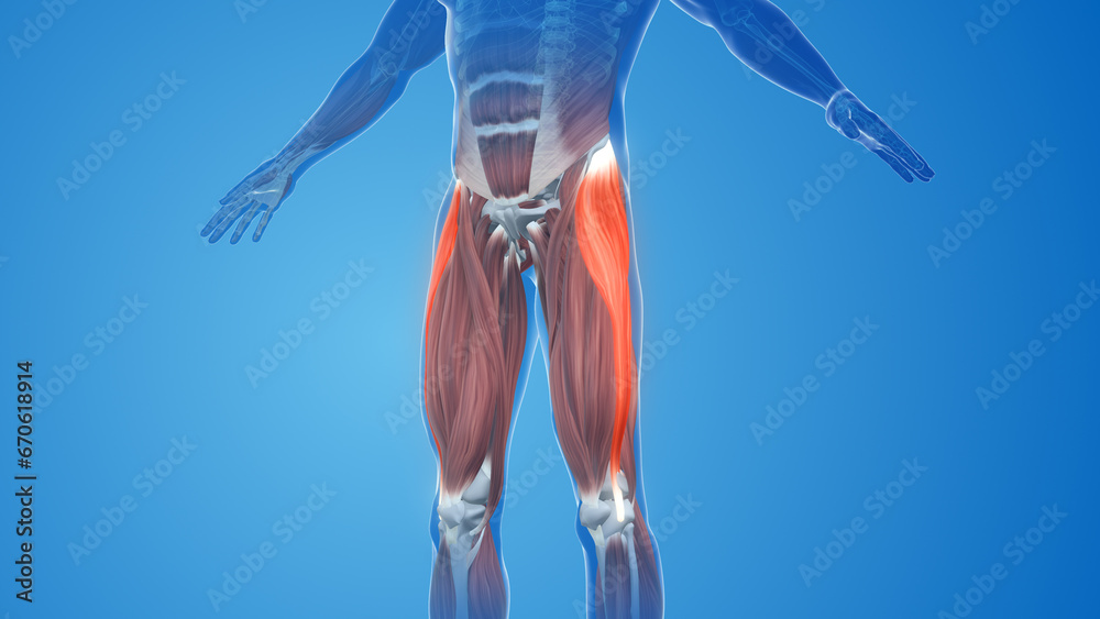 Poster Tensor Fasciae Latae Muscles pain and injury – Wall Art | UkPosters