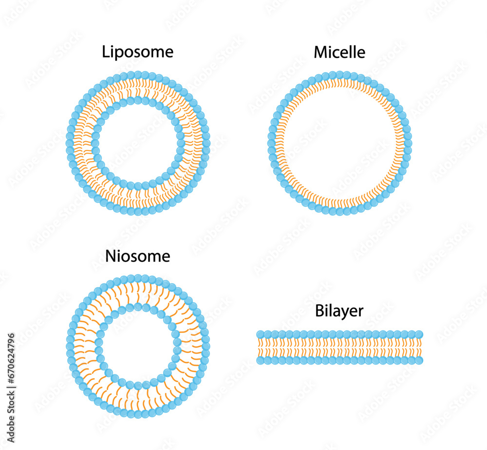 Liposome structure, phospholipid bilayer with hydrophilic head and ...