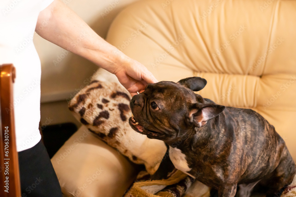 person with a dog, female hand patting cute French bulldog dog on the ...