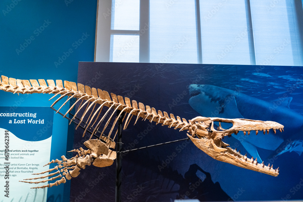 Washington DC, April 8 2023 - Prehistoric mosasaur / dinosaur fossil ...