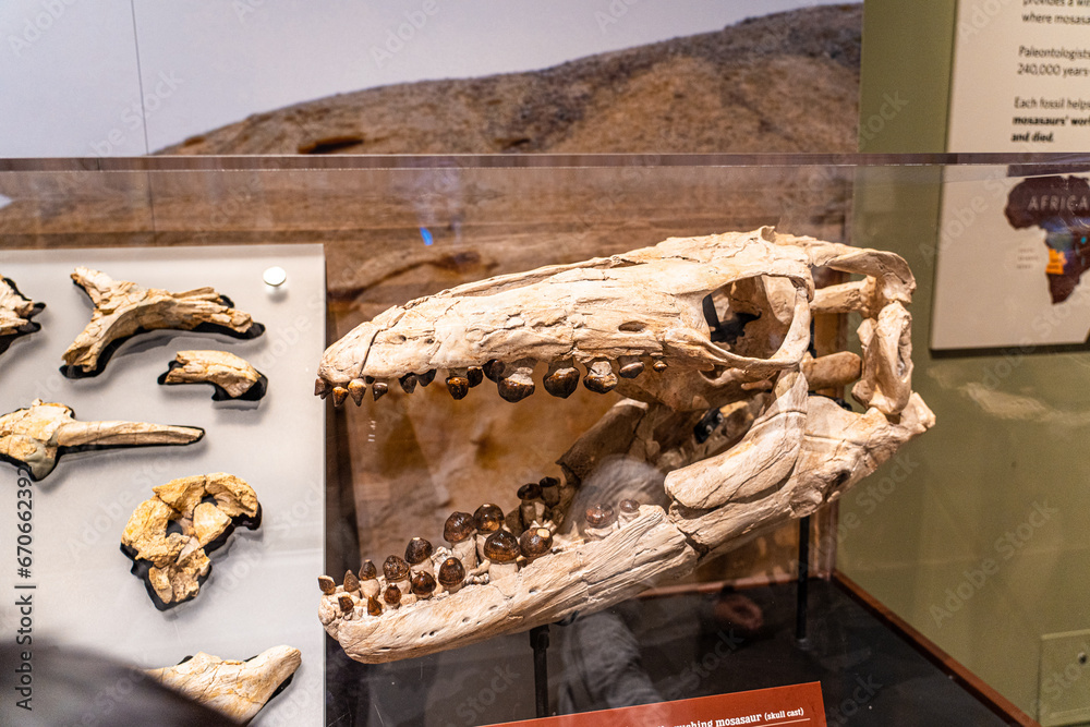 Washington DC, April 8 2023 - Prehistoric mosasaur / dinosaur fossil ...