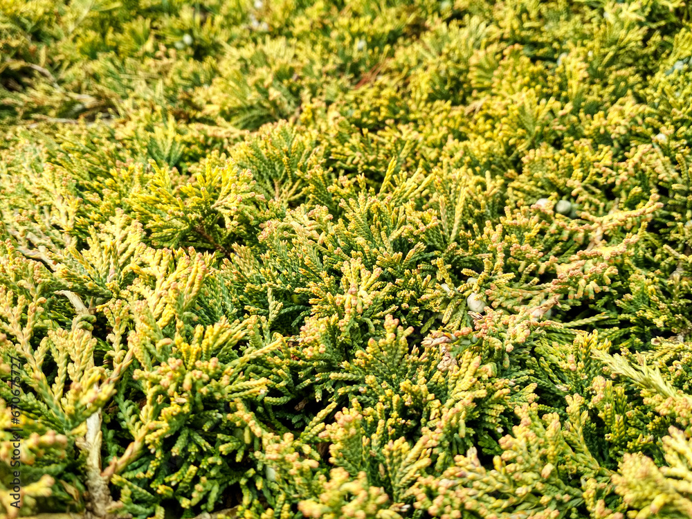 Juniperus horizontalis 'Golden Carpet' Creeping Juniper. Juniper tree ...