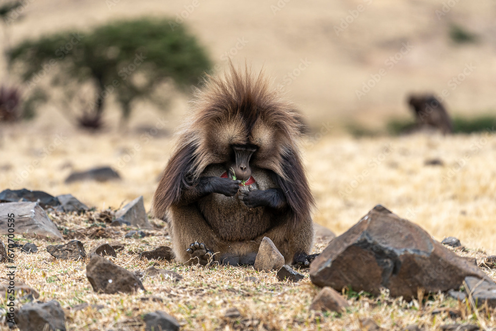 Family group of endemic animal Gelada, (Theropithecus gelada), in ...