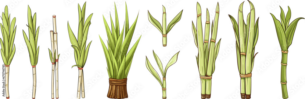 Cartoon sketch sugar canes, isolated cane with leaves. Raw sweet ...
