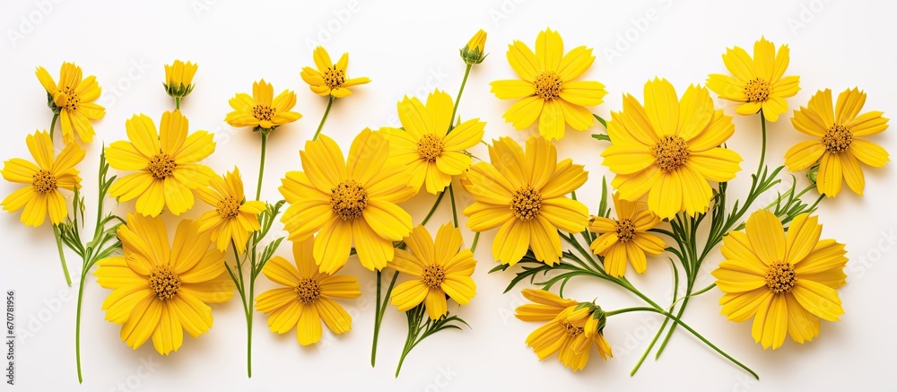 Coreopsis lanceolata s yellow flowers also known as calliopsis are ...