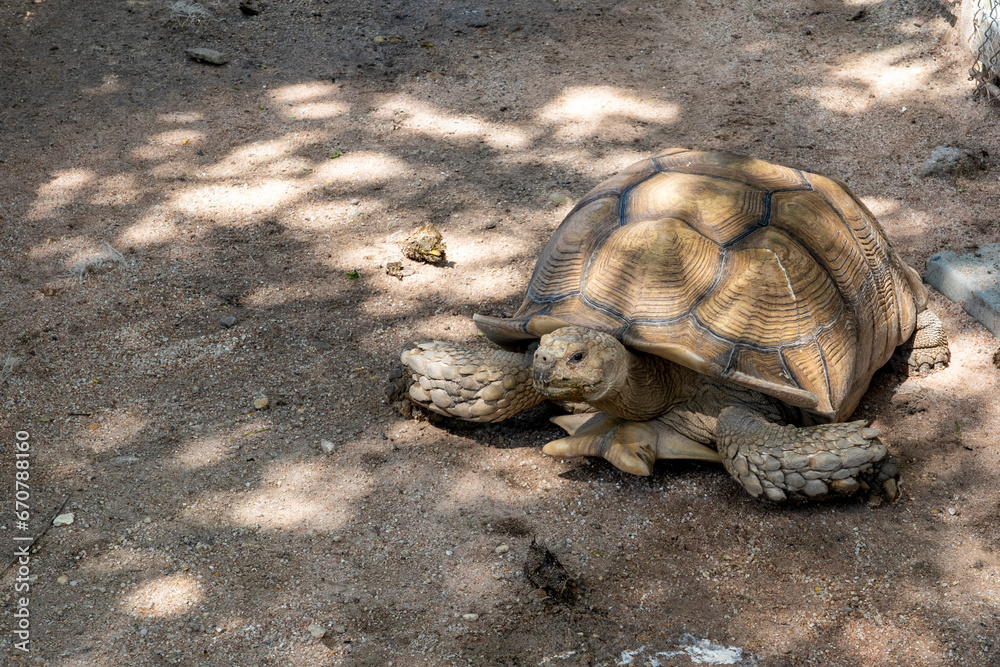 African spurred tortoise (Centrochelys sulcata) is a species of ...
