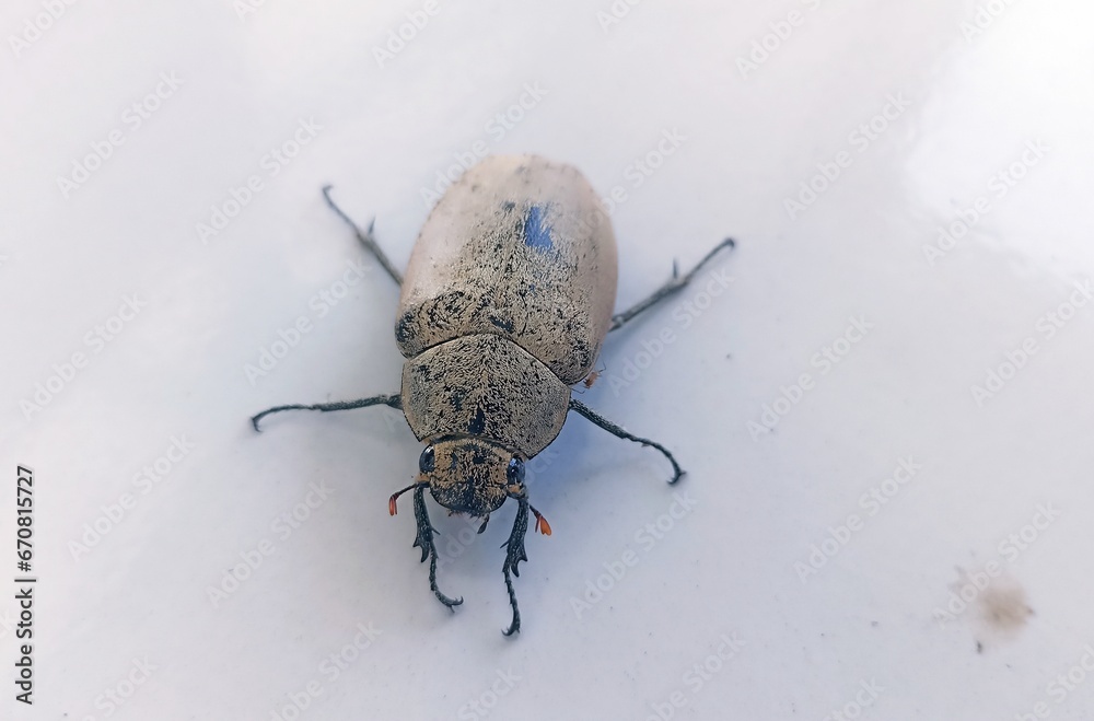 Lepidiota stigma in Indonesia is called the ampal insect, I ...