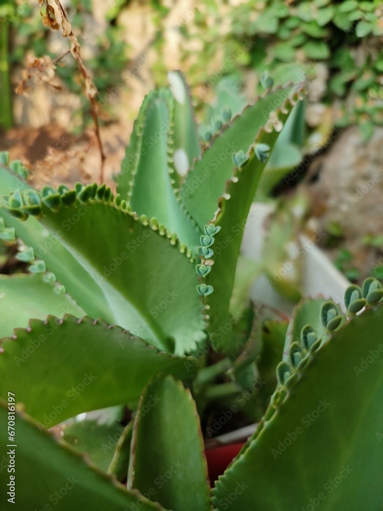 Kalanchoe pinnata green tiny plantlets around edges of parent plant ...