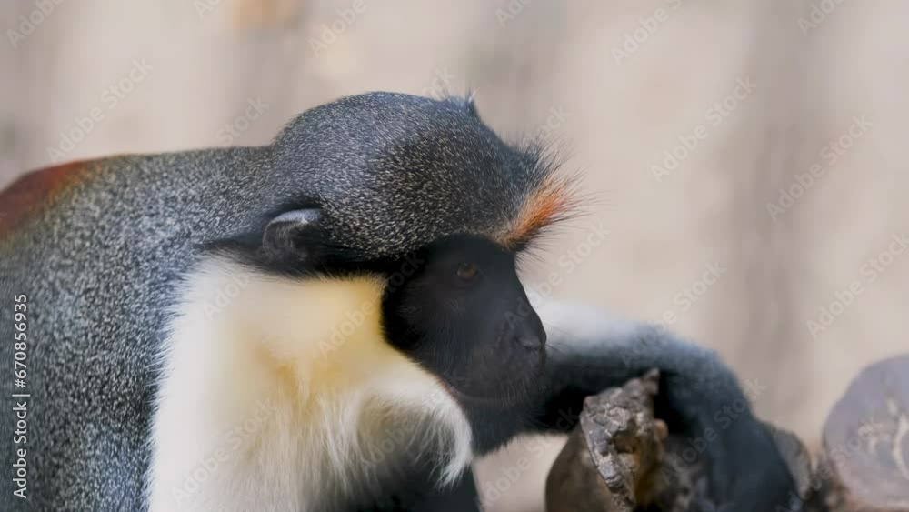 Portrait of Diana monkey sitting on tree in zoo, Peaceful creature ...