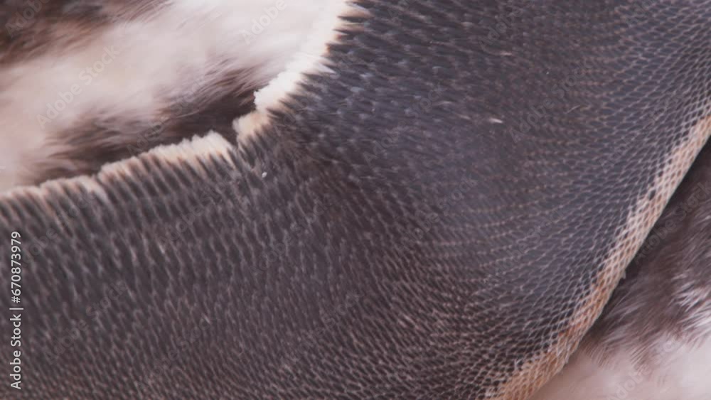 Super close up of a Penguin Wing revealing the structure and ...