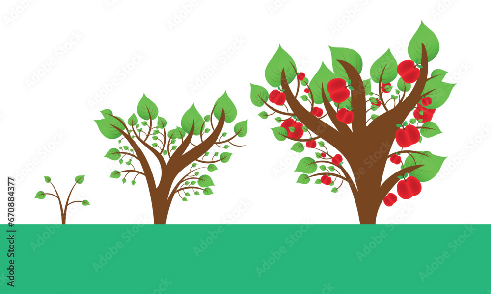 Vetor de Life cycle of apple tree. Stages of growth from seed and ...