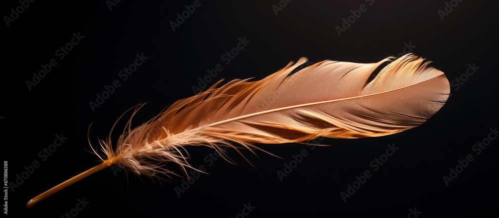 Dark background illuminated by backlight featuring a brown feather ...