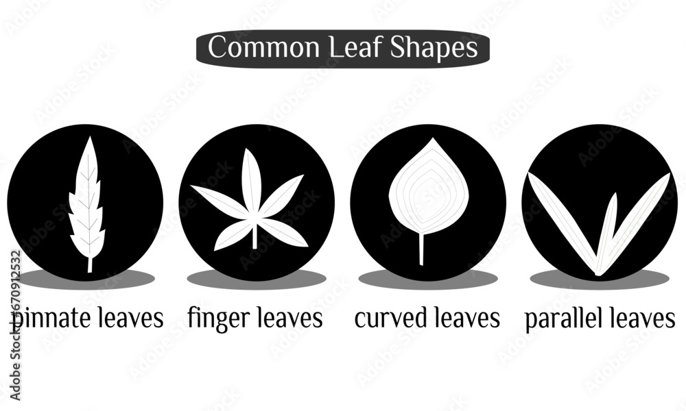 ommon leaf shapes. type of leaf shapes in white and black icon style ...