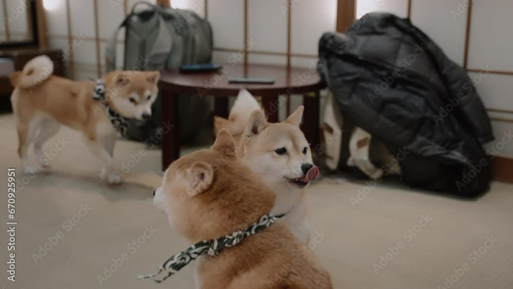 Adorable miniature Shiba dogs (Mame Shiba Inu) wandering and looking ...