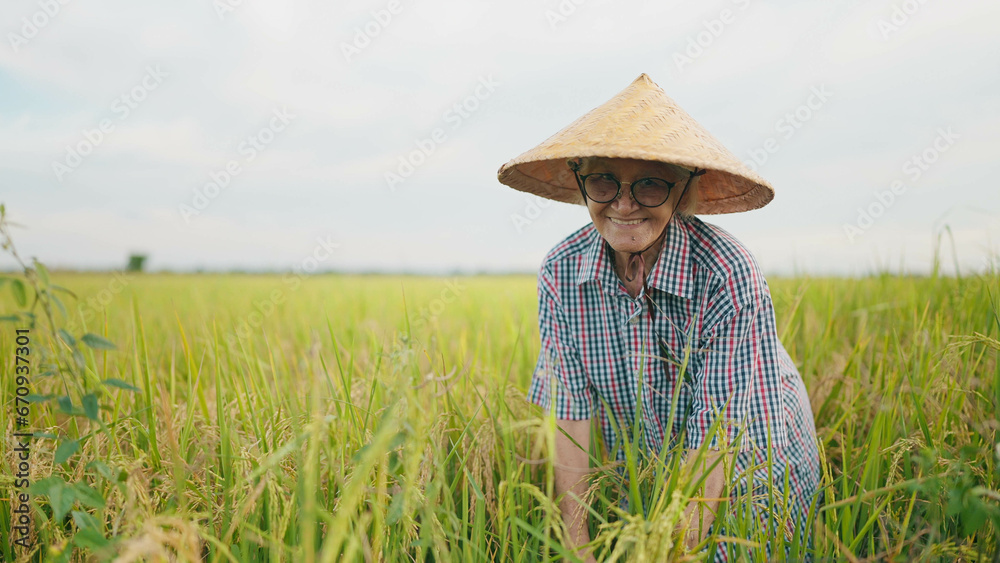 Elderly asian woman farmer harvesting rice in rice field at countryside ...