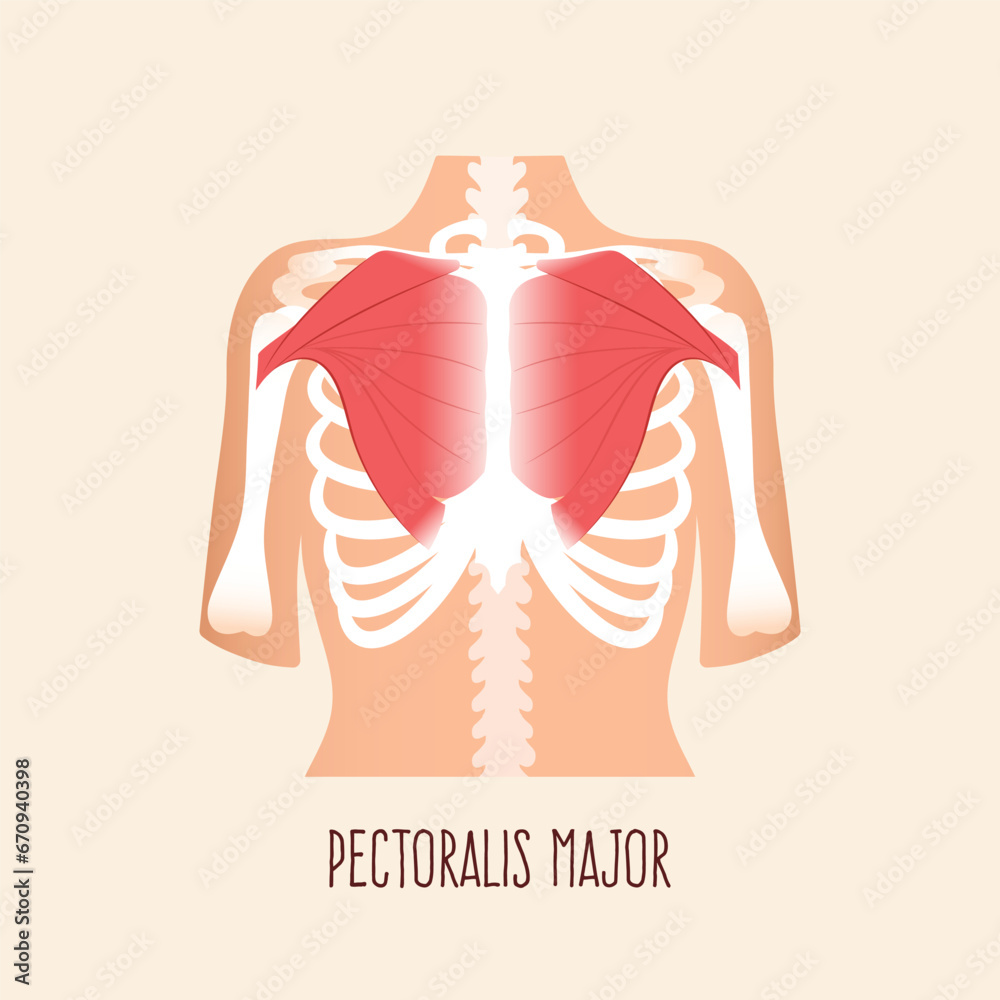 Pectoralis major muscle human body anatomy. Vector illustration Stock ...