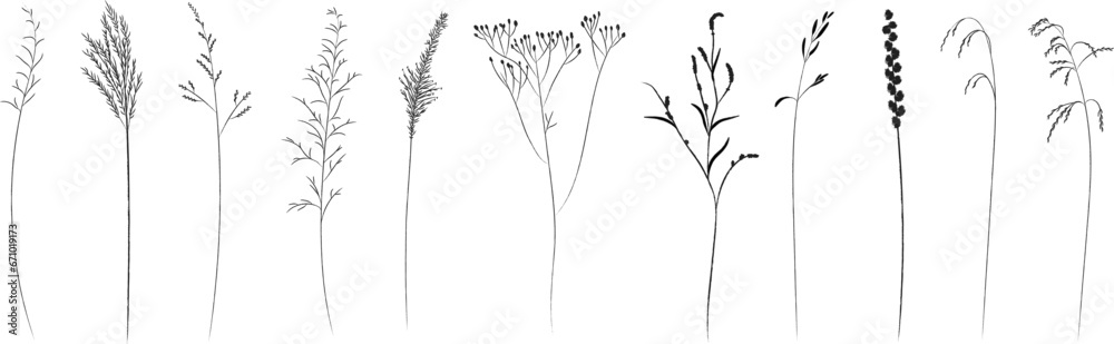 Field and meadow grasses, black contour line. Sketch of medicinal ...