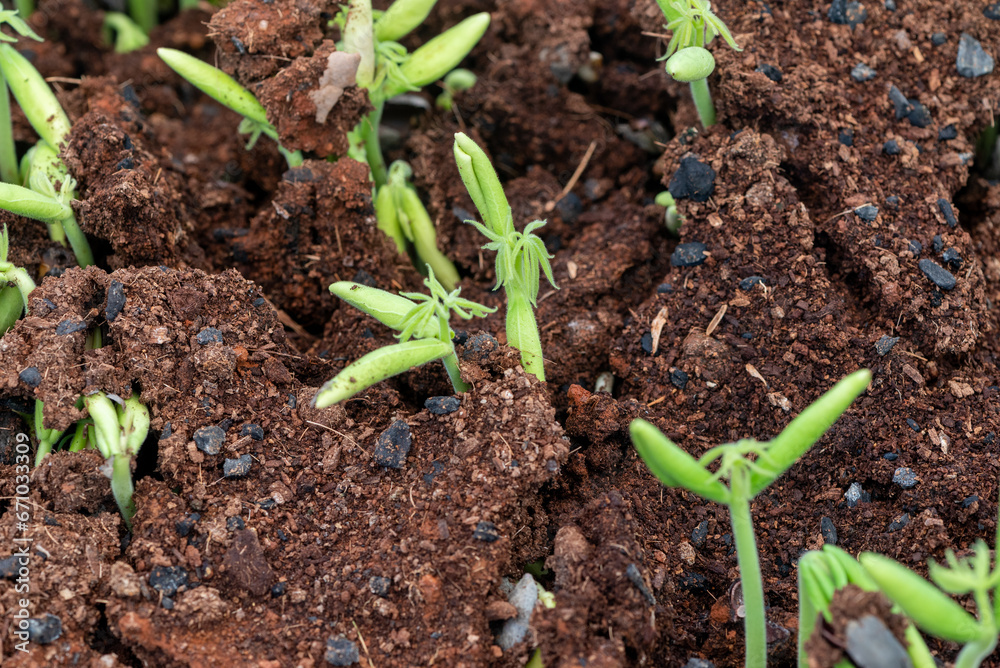 Seedling of Sterculia foetida is a soft wooded tree and Common names ...