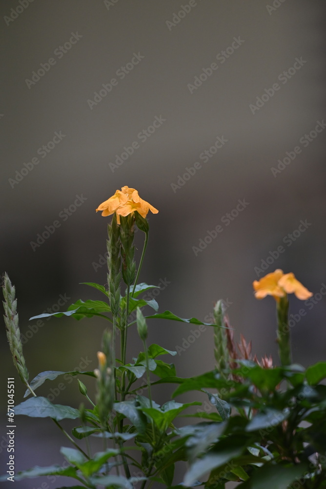 Crossandra infundibuliformis, the firecracker flower, is a species of ...