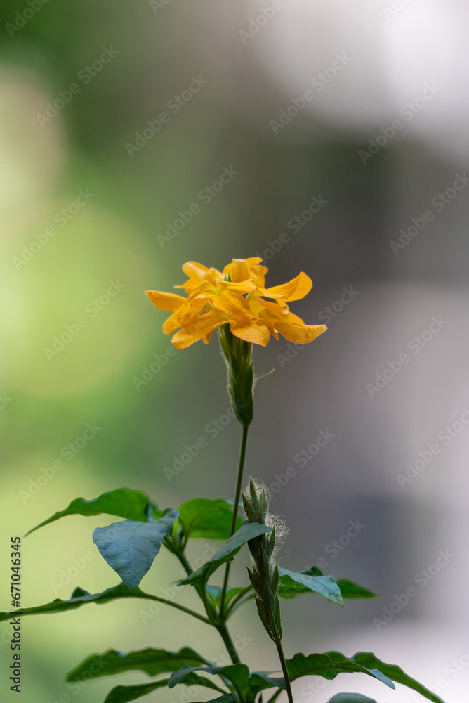 Crossandra infundibuliformis, the firecracker flower, is a species of ...
