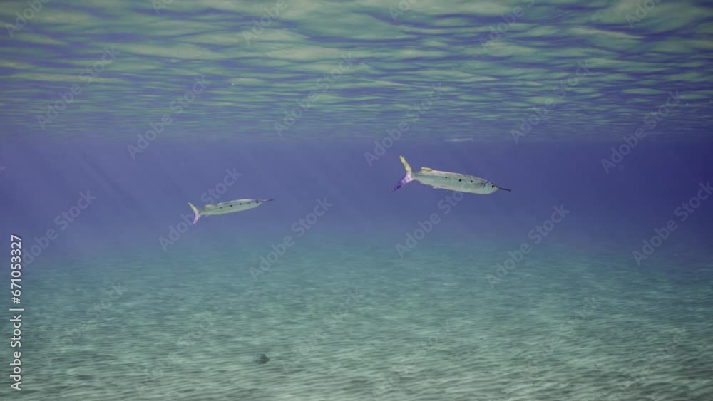 Two Spotted Halfbeak (Hemiramphus far) swimming under surface of blue ...