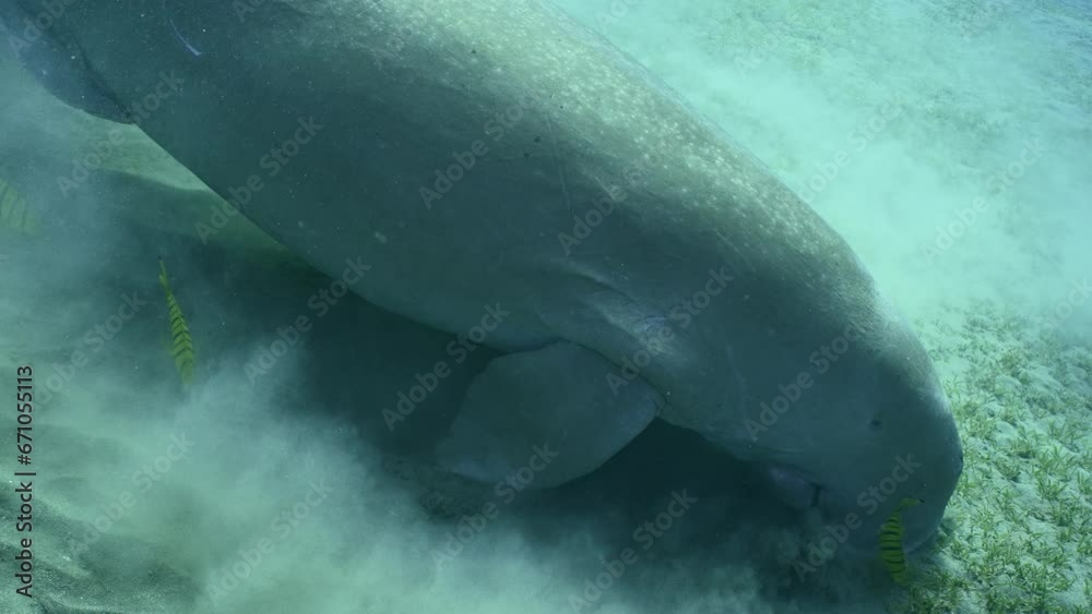 Top view, Slow motion of Se Cow or Dugong (Dugong dugon) on seabed ...