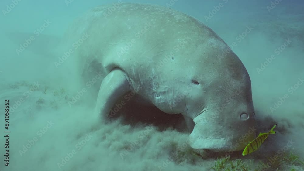 Se Cow or Dugong (Dugong dugon) eating Smooth ribbon seagrass (Cymodoce ...