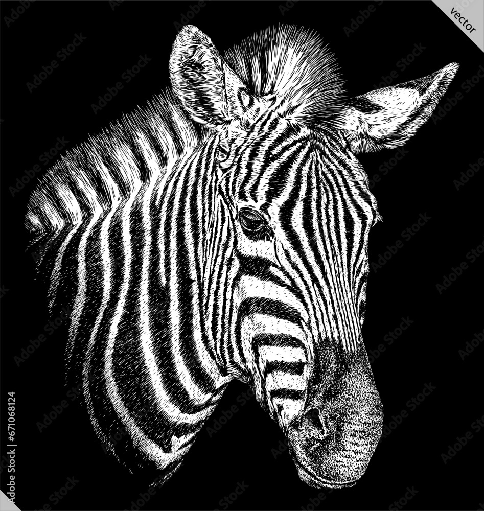 Vintage engraving isolated zebra horse set illustration ink sketch ...