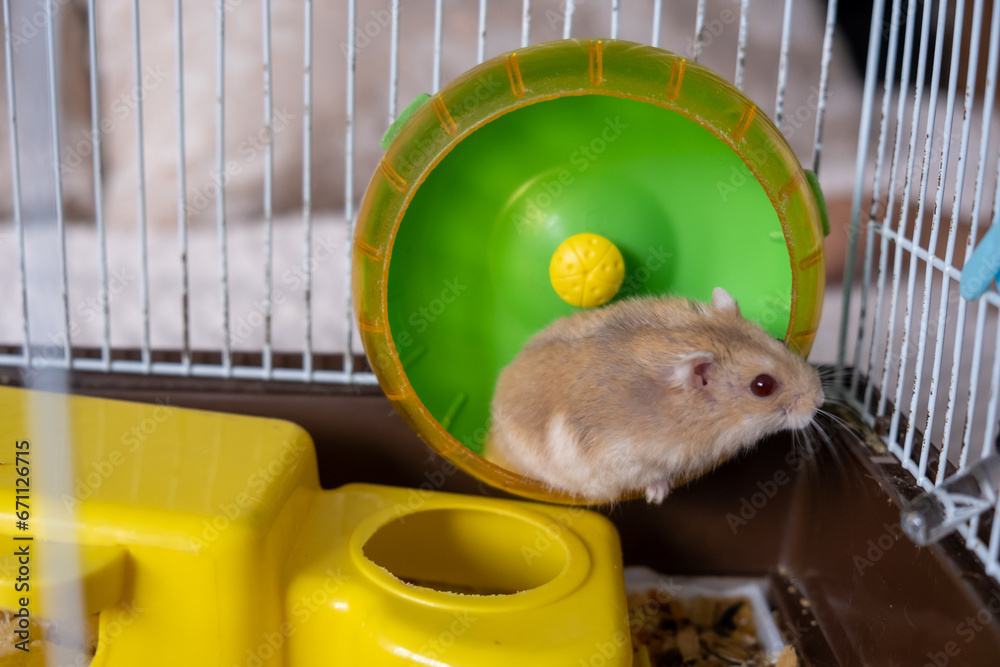 A cute hamster runs in a wheel. The concept of running in a circle ...