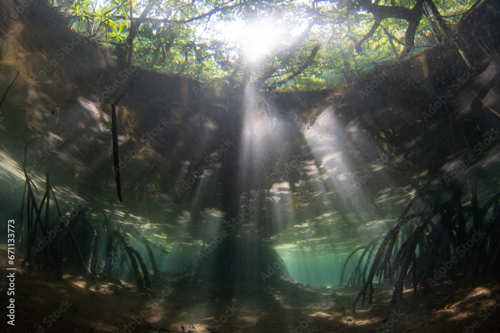 Beams of sunlight filter into the shadows of a mangrove forest in Raja ...