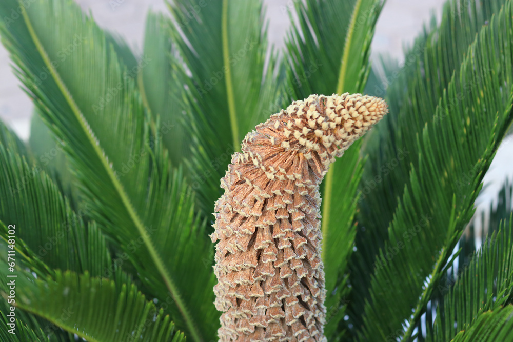 Closeup of a Cycad fruit. Flower of cycad large pollen above an cycad ...