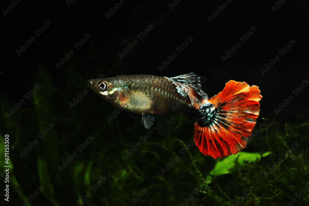 Female guppy (Poecilia reticulata) red fin in aquarium Stock Photo ...