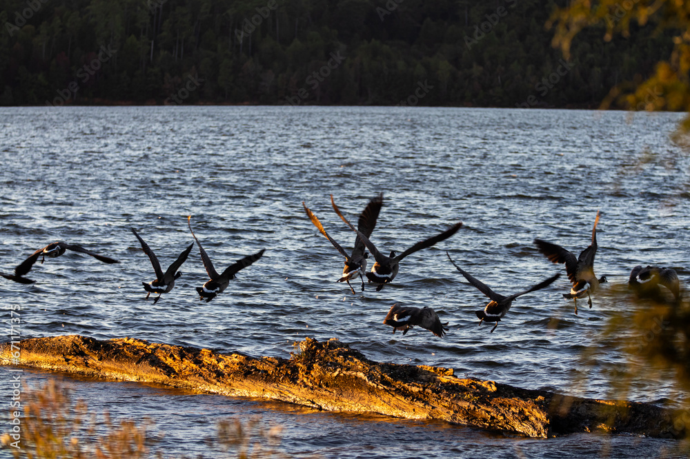 Canadian geese launching off of piece of driftwood in lake water ...